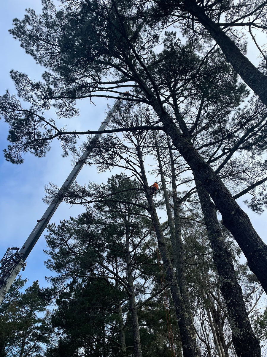 Emergency Tree Services – Northern Light Tree Works